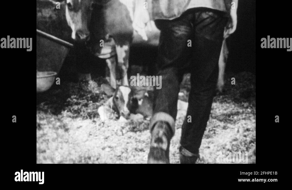 Cow pats Stock Videos & Footage - HD and 4K Video Clips - Alamy