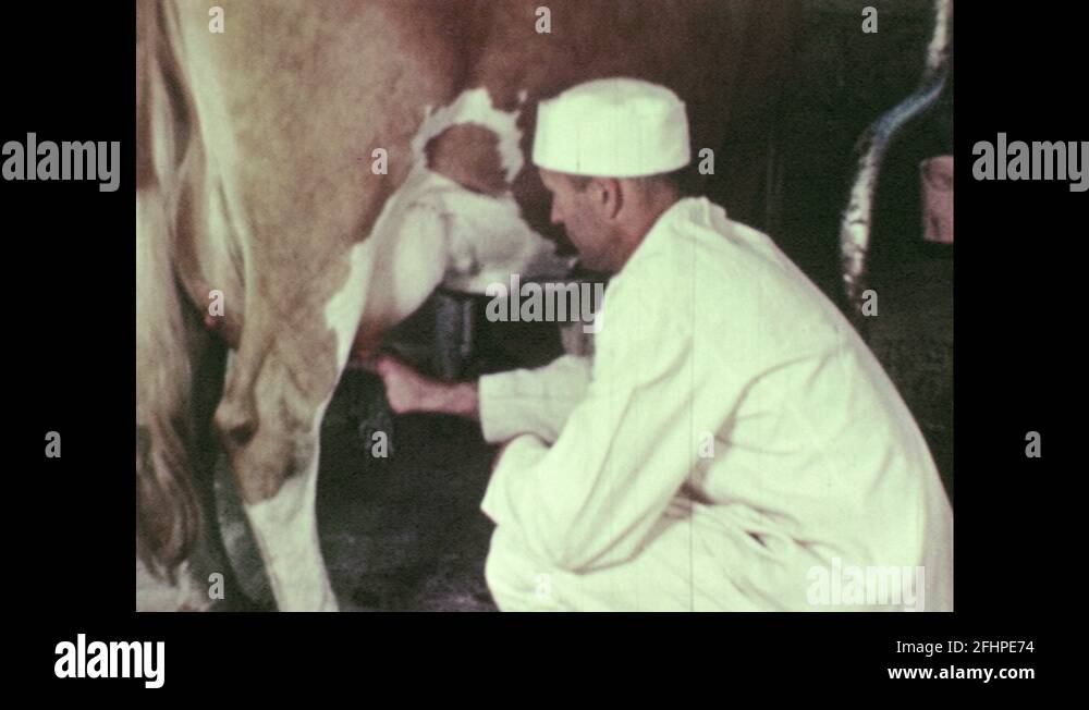 1950s: Man washes cow's udder with rag. Cows feed at stanchion trough ...