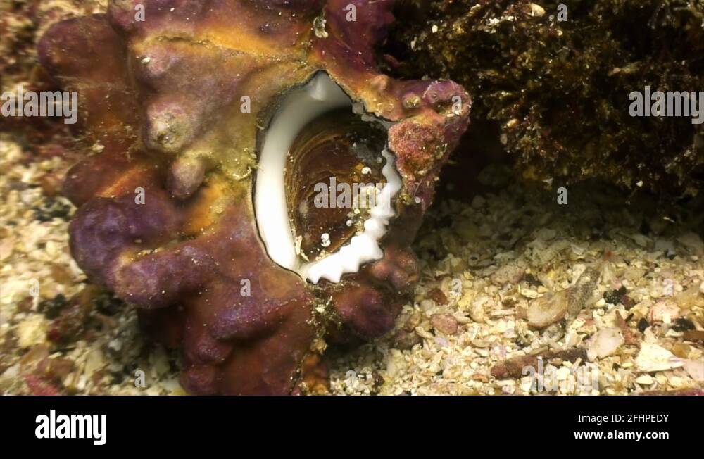 Seashell seashell Stock Videos & Footage - HD and 4K Video Clips - Alamy