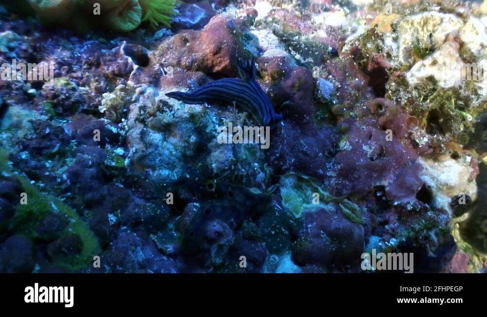 Blue striped sea slug nudibranch on seabed underwater of ocean on ...