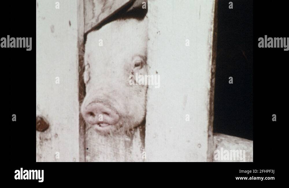 Pig cages Stock Videos & Footage - HD and 4K Video Clips - Alamy
