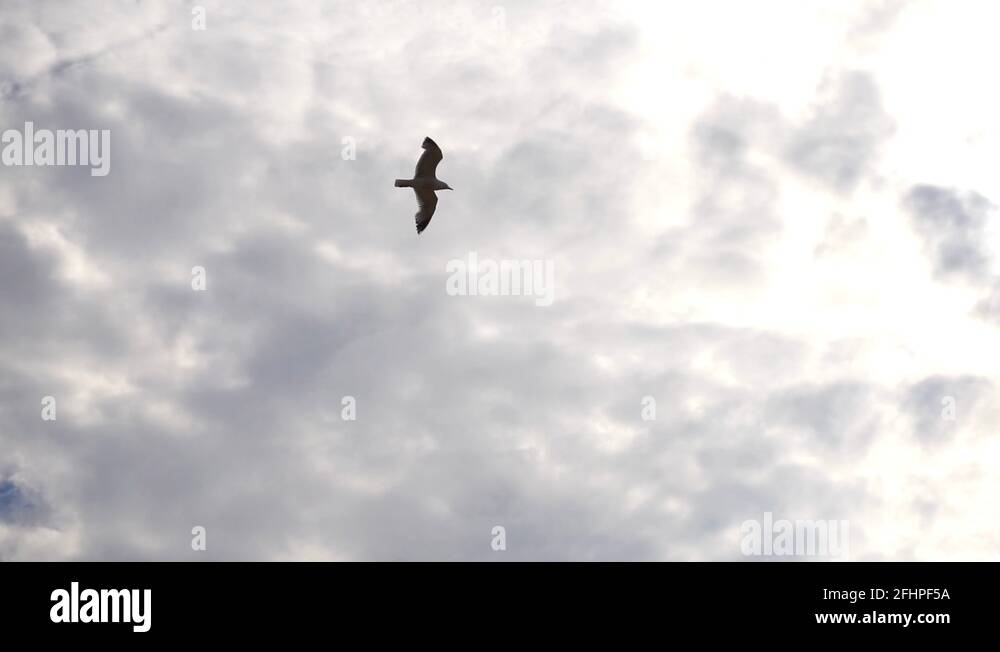 Bird flying alone Stock Videos & Footage - HD and 4K Video Clips - Alamy
