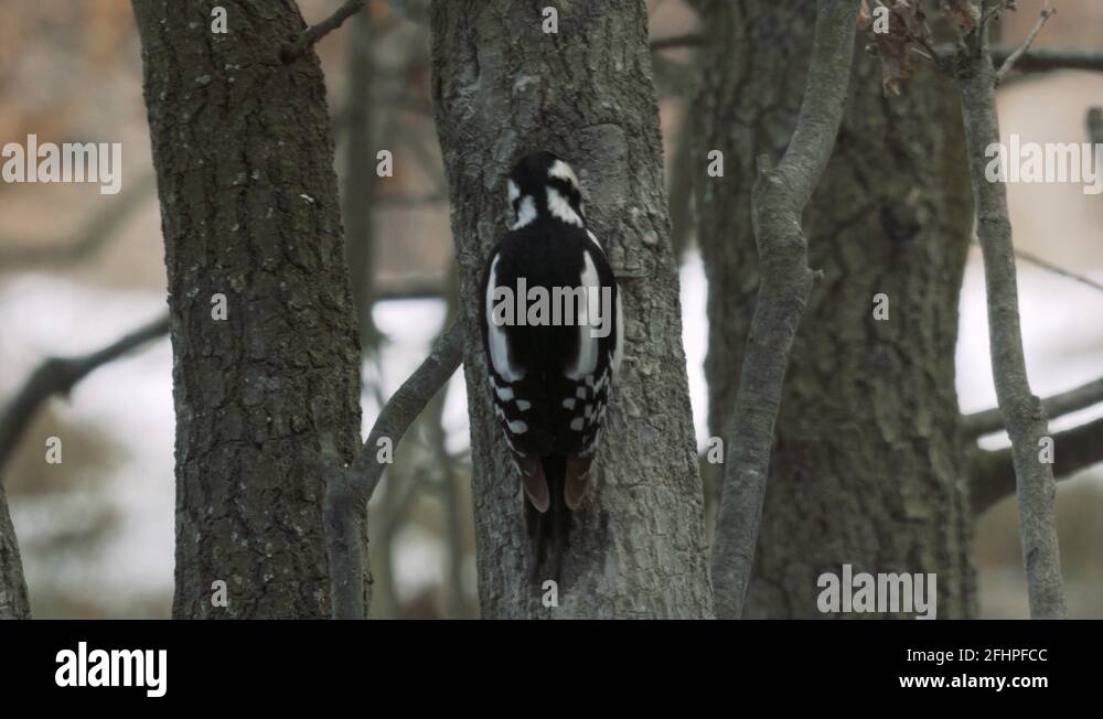 Pecking at tree Stock Videos & Footage - HD and 4K Video Clips - Alamy