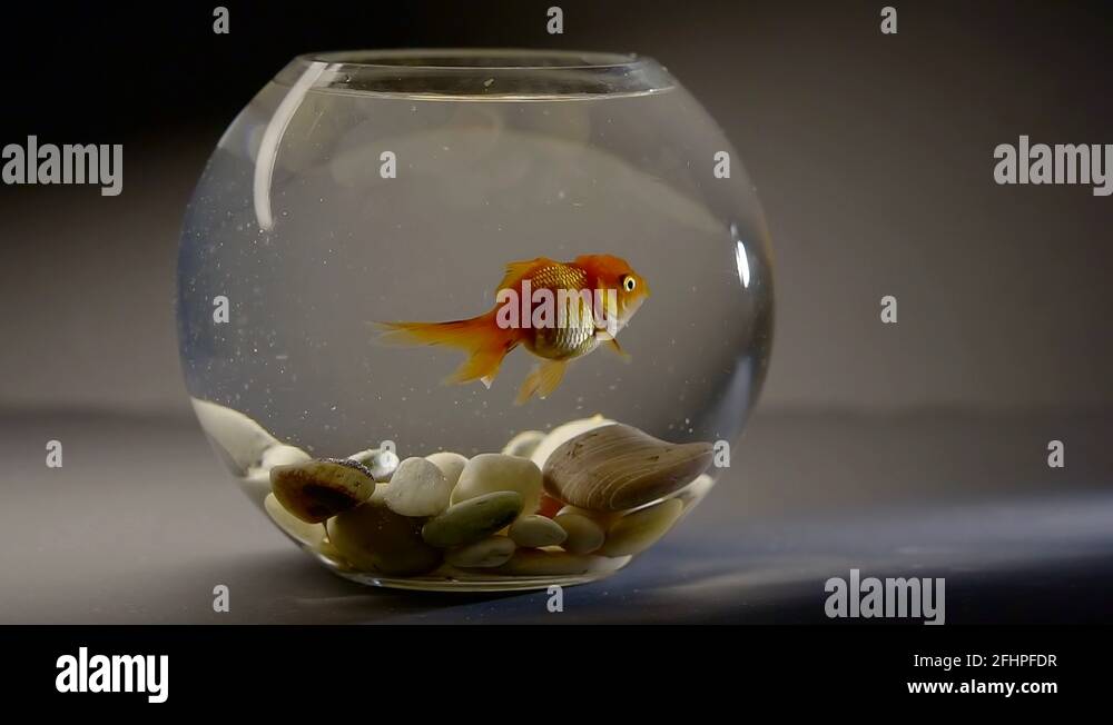 Fishbowl table Stock Videos & Footage - HD and 4K Video Clips - Alamy