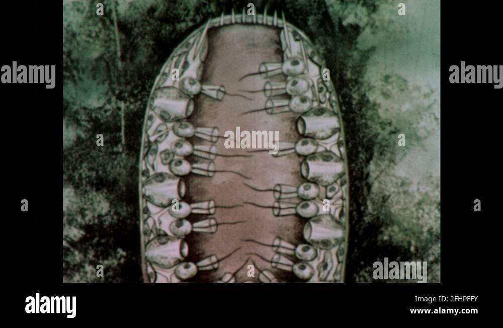 Collar cells Stock Videos & Footage - HD and 4K Video Clips - Alamy