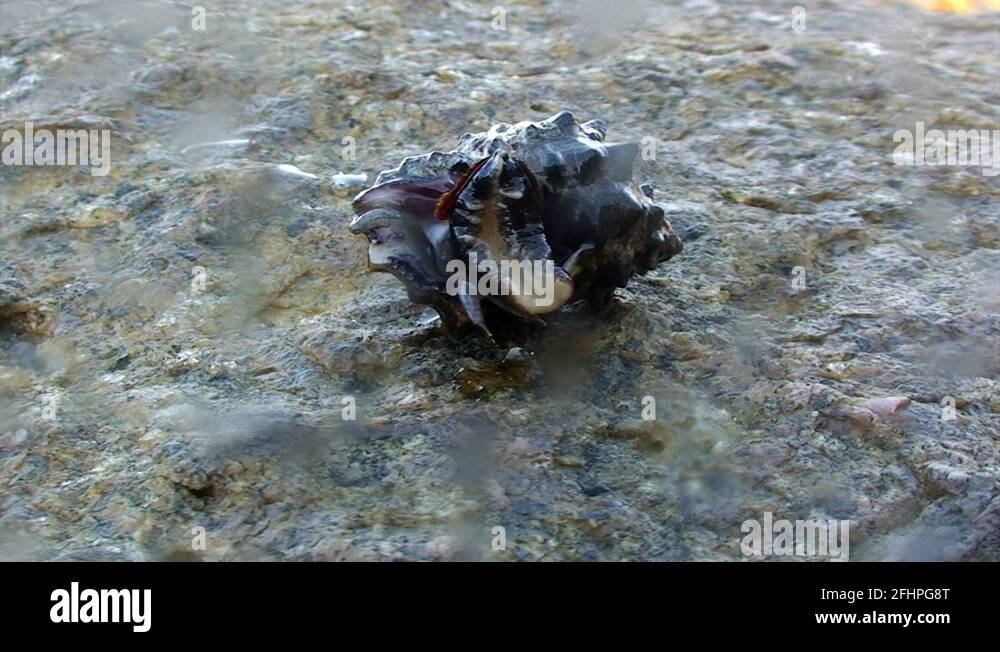 Sea snail underwater Stock Videos & Footage - HD and 4K Video Clips - Alamy