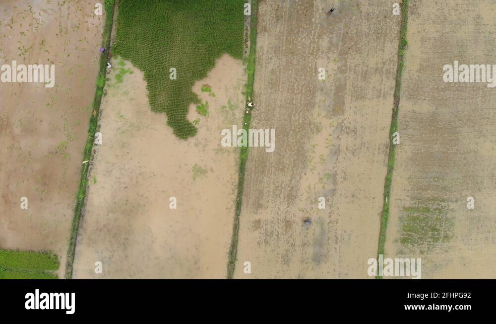 Farmer planting rice plant into flooded paddy field Stock Video Footage ...