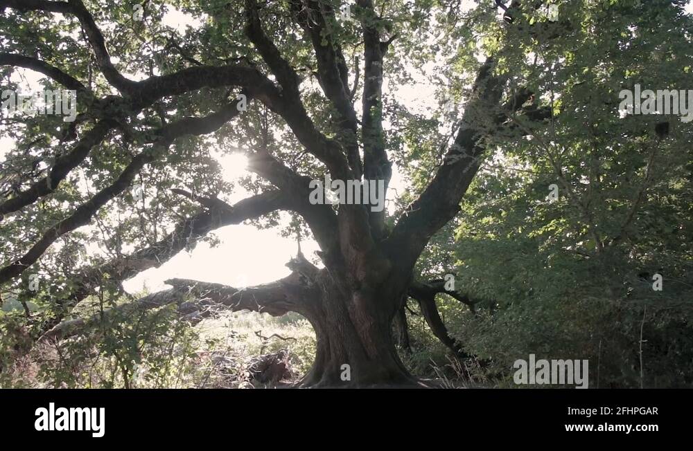 Sturdy oak tree Stock Videos & Footage - HD and 4K Video Clips - Alamy