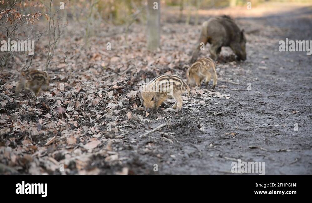 Feral pigs digging Stock Videos & Footage - HD and 4K Video Clips - Alamy