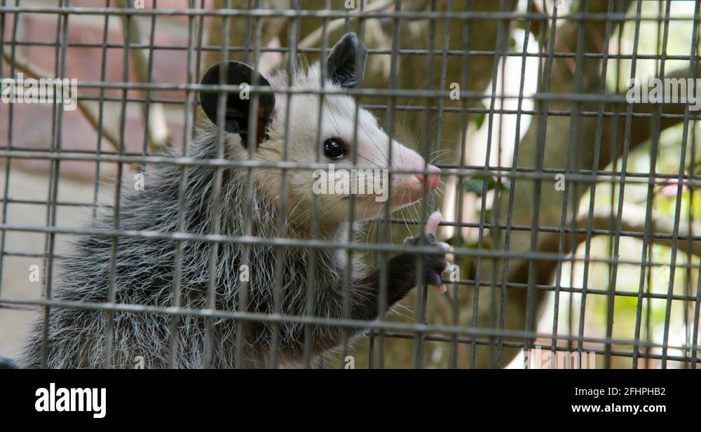 Possum trap Stock Videos & Footage - HD and 4K Video Clips - Alamy