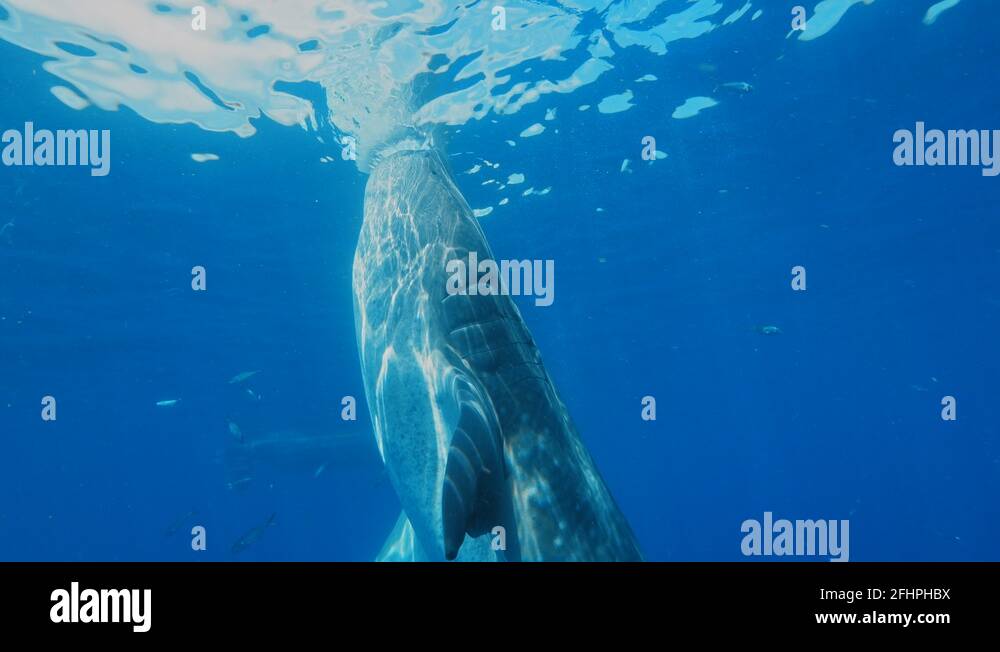 Shark underwater vertical Stock Videos & Footage - HD and 4K Video ...