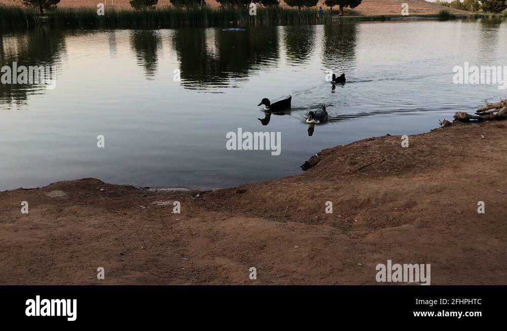 3 animals in pond Stock Videos & Footage - HD and 4K Video Clips - Alamy