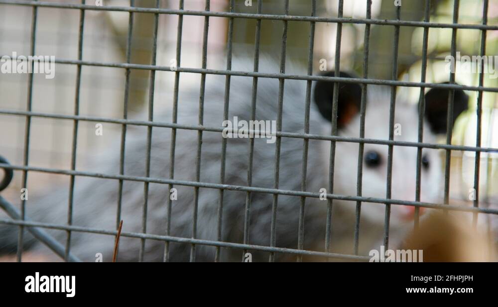 possum in a trap focus on trap Stock Video Footage - Alamy