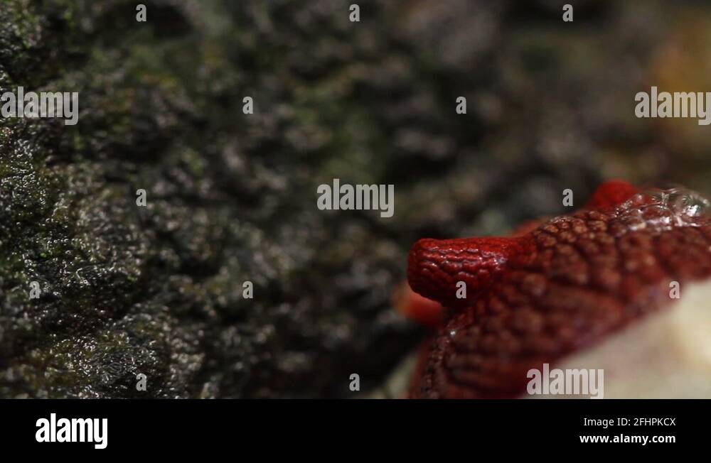 Endemic snail Stock Videos & Footage - HD and 4K Video Clips - Alamy