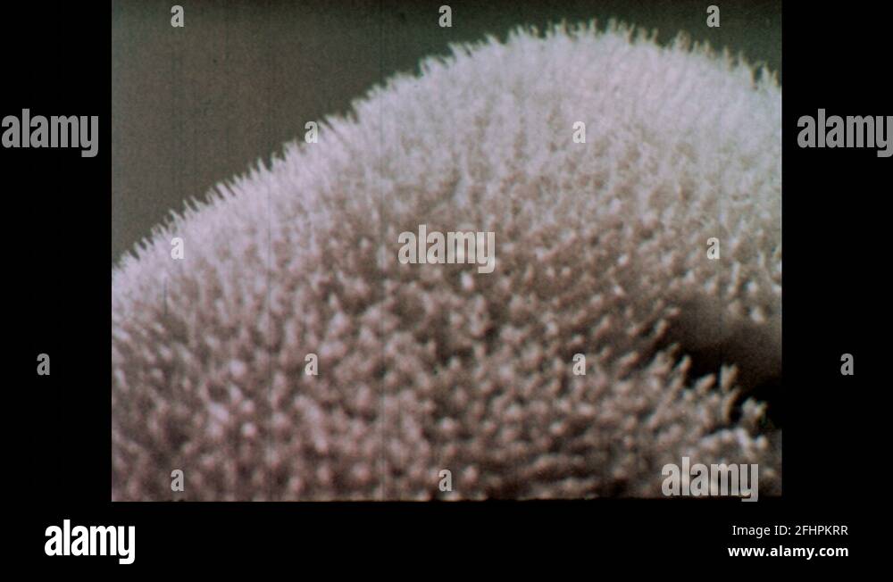 1960s: Sea sponge skeleton. Microscope view of sea sponge skeleton ...