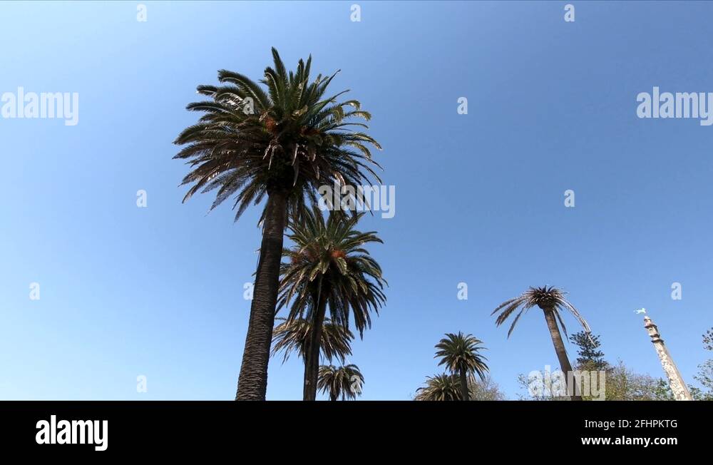 Big palm trees Stock Videos & Footage - HD and 4K Video Clips - Alamy