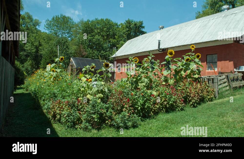 Flower and red barn Stock Videos & Footage - HD and 4K Video Clips - Alamy
