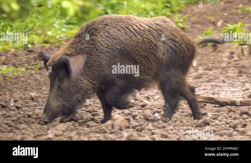 Hog hunting Stock Videos & Footage - HD and 4K Video Clips - Alamy