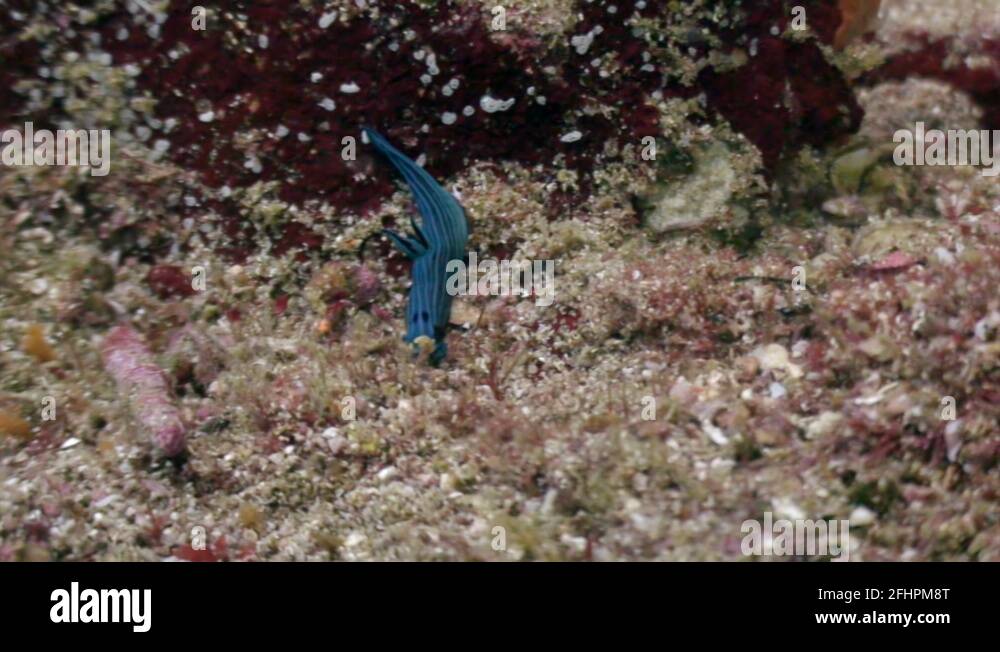 Blue striped sea slug nudibranch on seabed underwater of ocean on ...