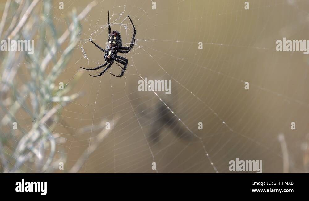 Fascinating spiders Stock Videos & Footage - HD and 4K Video Clips - Alamy