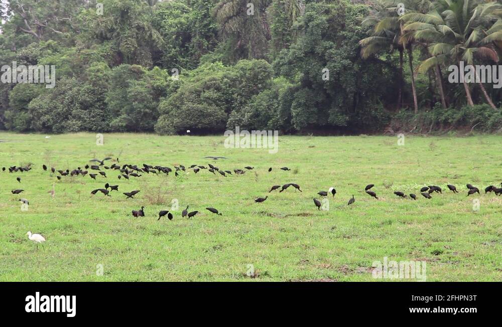 Field feeding birds Stock Videos & Footage - HD and 4K Video Clips - Alamy
