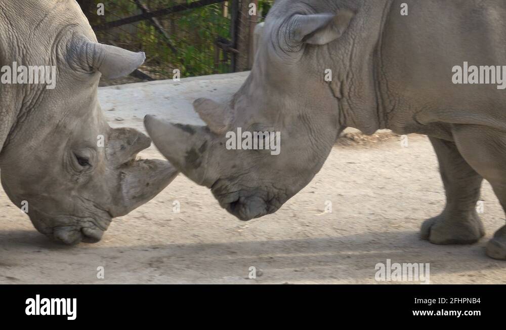 Rhino fight Stock Videos & Footage - HD and 4K Video Clips - Alamy