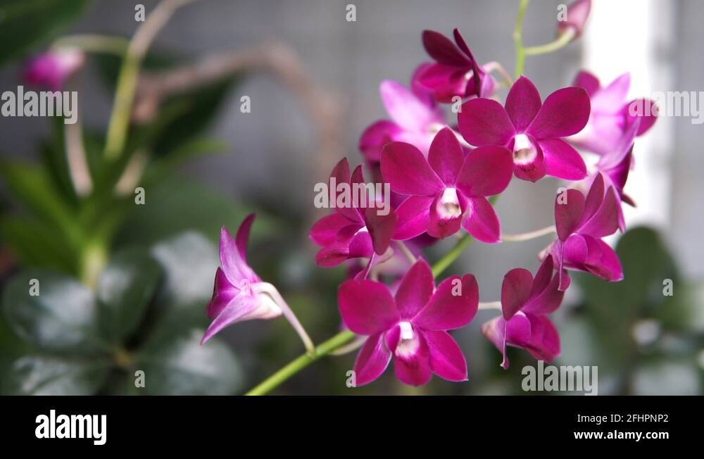 Orchidea dendrobium Stock Videos & Footage - HD and 4K Video Clips - Alamy