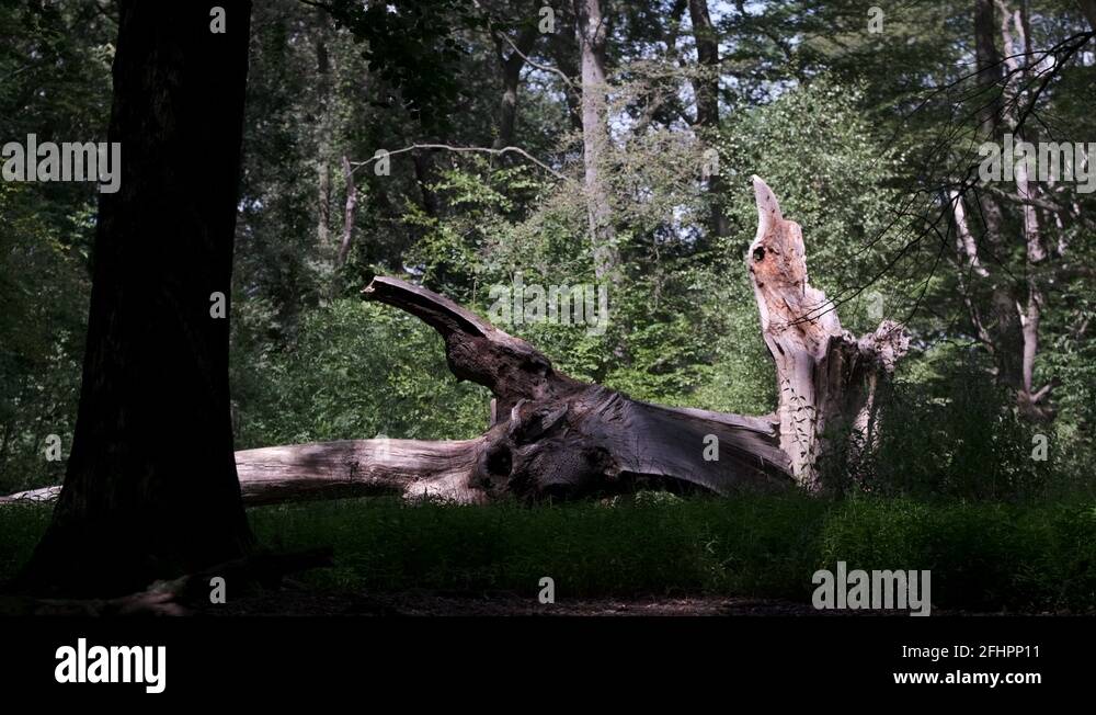 Giant fallen tree Stock Videos & Footage - HD and 4K Video Clips - Alamy