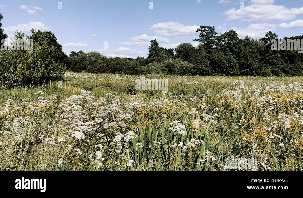 German butterflies Stock Videos & Footage - HD and 4K Video Clips - Alamy