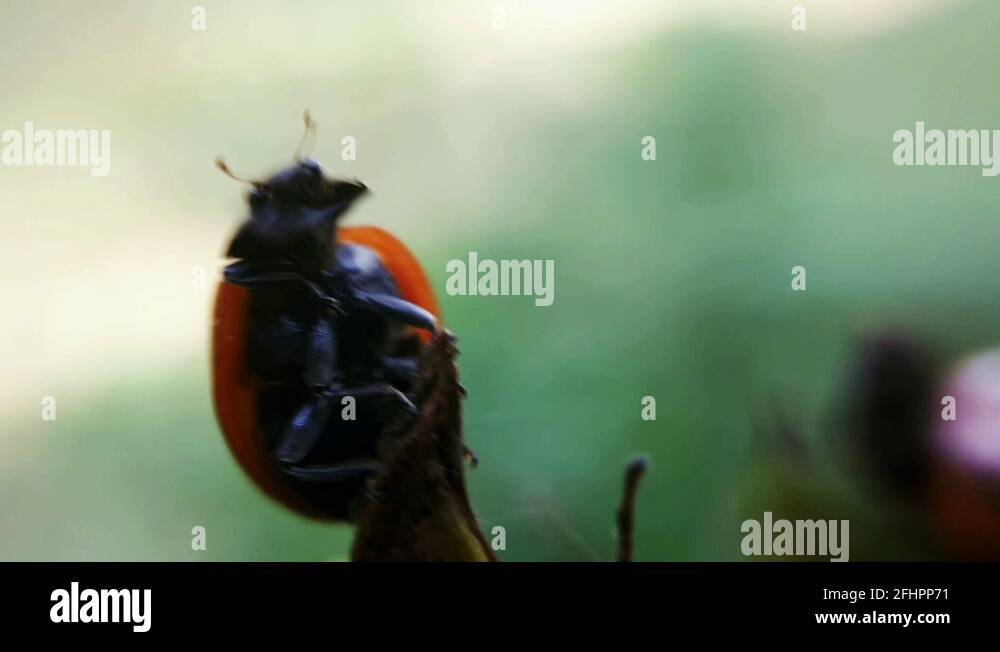 Abdomen of ladybird Stock Videos & Footage - HD and 4K Video Clips - Alamy