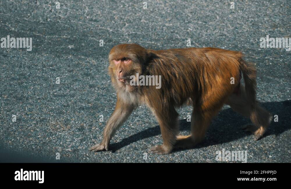 Monkeys in slow motion Stock Videos & Footage - HD and 4K Video Clips ...