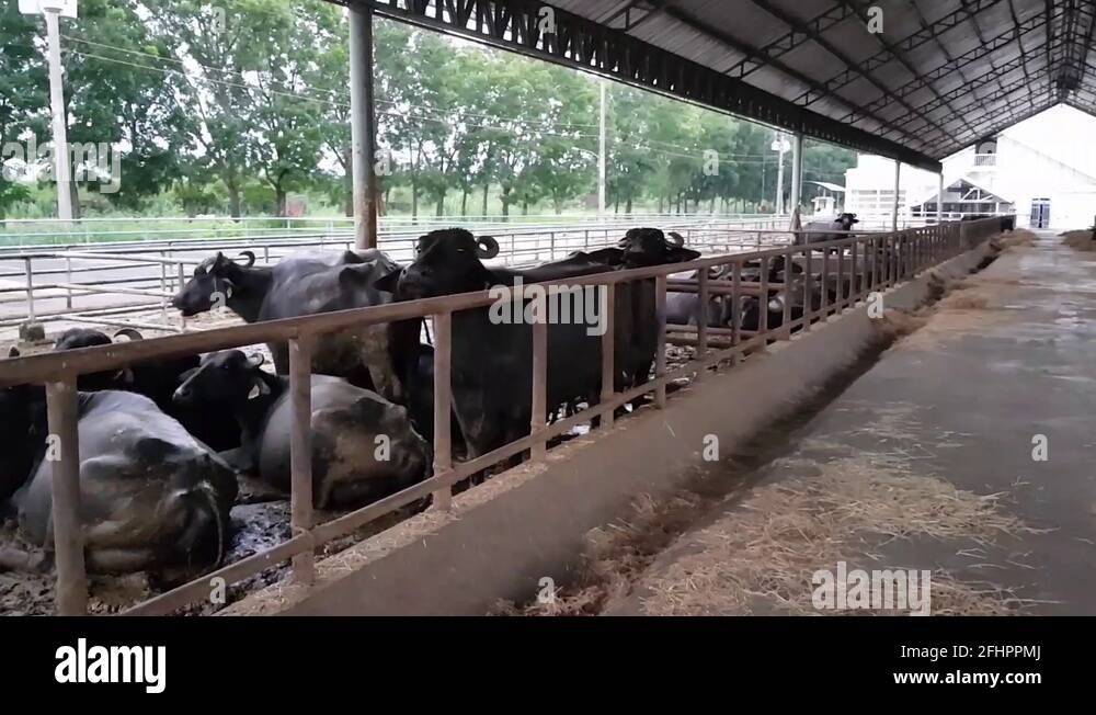 Buffalo dairy farm Stock Videos & Footage - HD and 4K Video Clips - Alamy