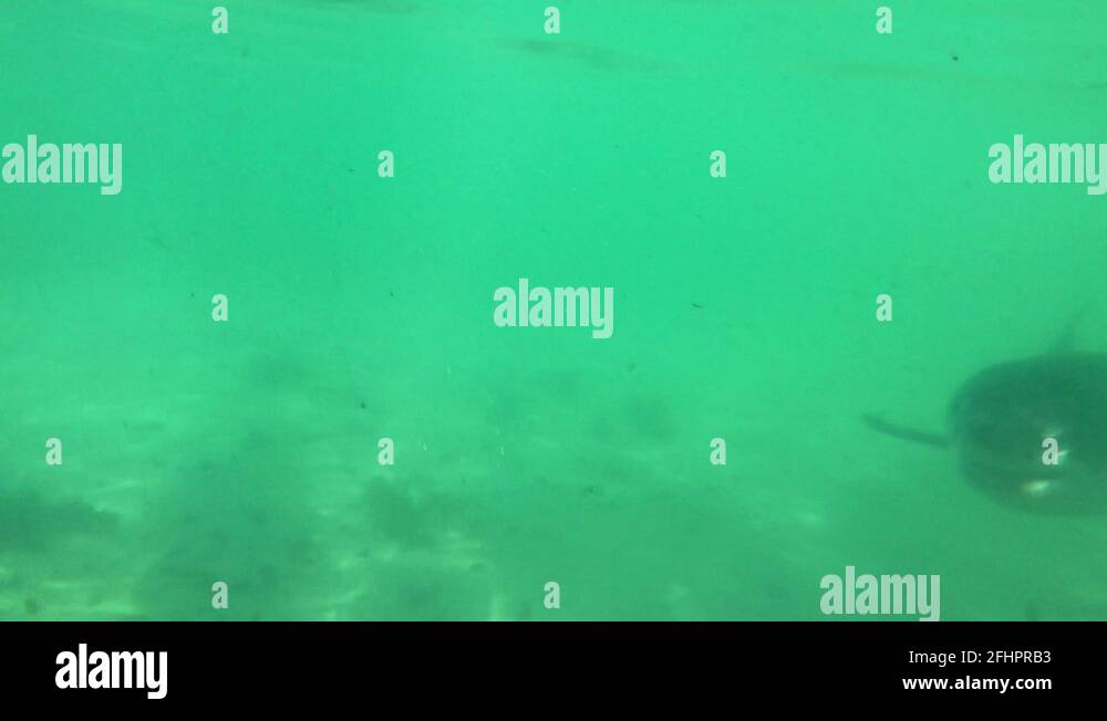 large Great white shark swims inches away from uncaged swimmer Stock ...