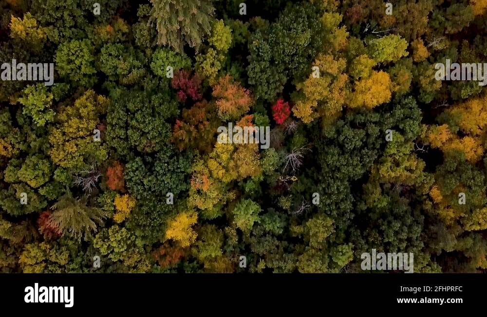 Woodstock nature reserve Stock Videos & Footage - HD and 4K Video Clips ...