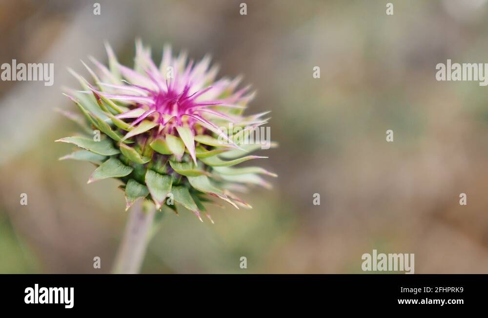 Invasive thistle species Stock Videos & Footage - HD and 4K Video Clips ...