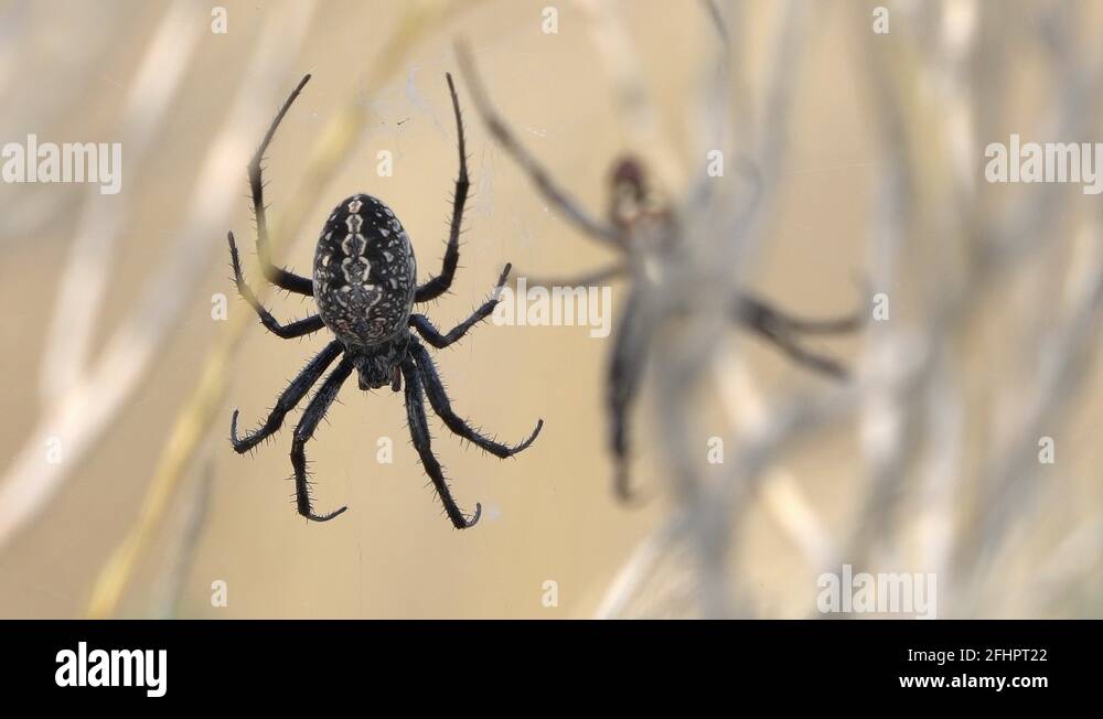 Fascinating spiders Stock Videos & Footage - HD and 4K Video Clips - Alamy