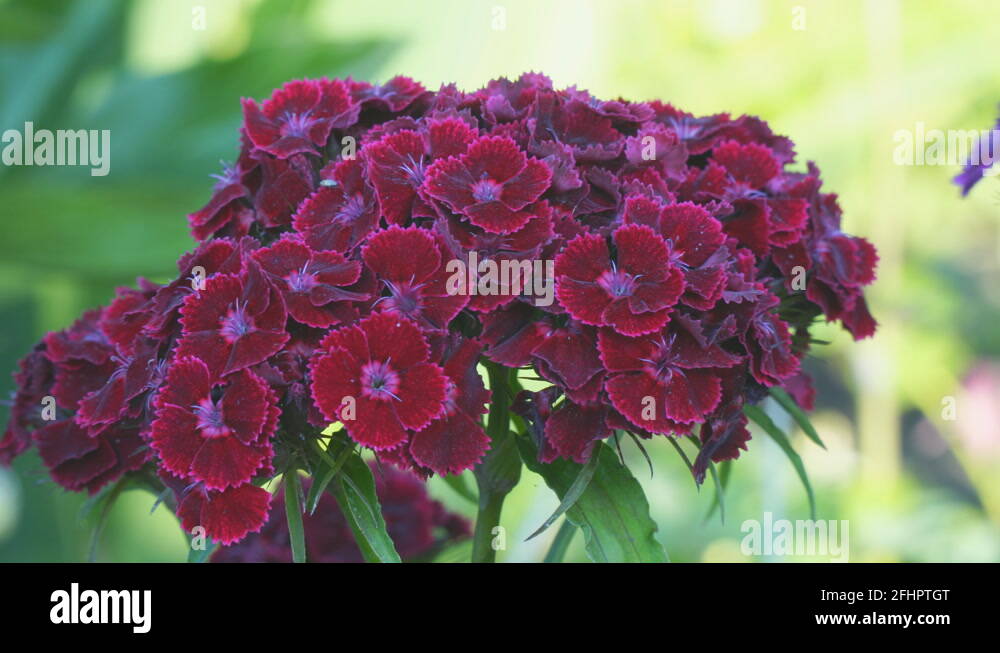 Red maroon flowers Stock Videos & Footage - HD and 4K Video Clips - Alamy