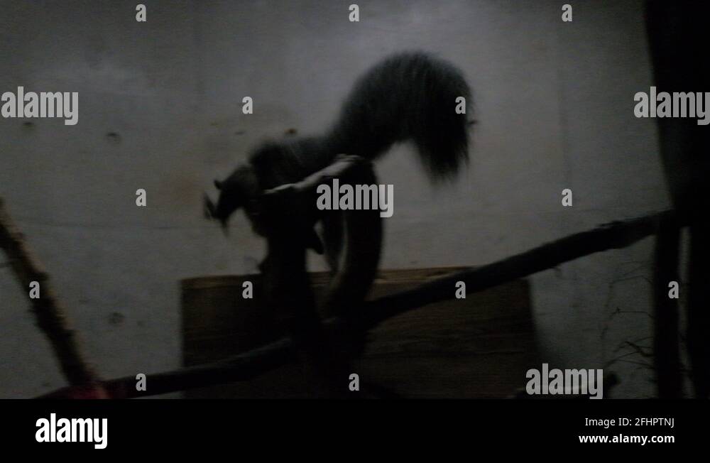 Zoo animal cage Stock Videos & Footage - HD and 4K Video Clips - Alamy