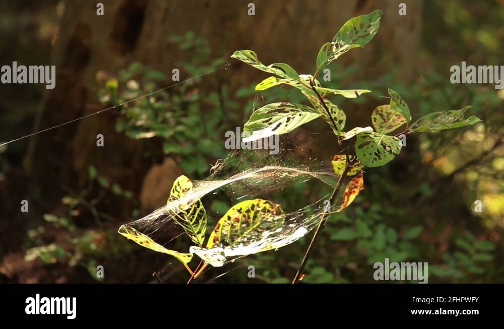 Pests and vermin Stock Videos & Footage - HD and 4K Video Clips - Alamy