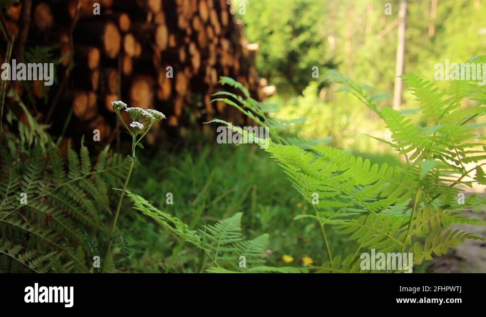 Chopped tree Stock Videos & Footage - HD and 4K Video Clips - Alamy