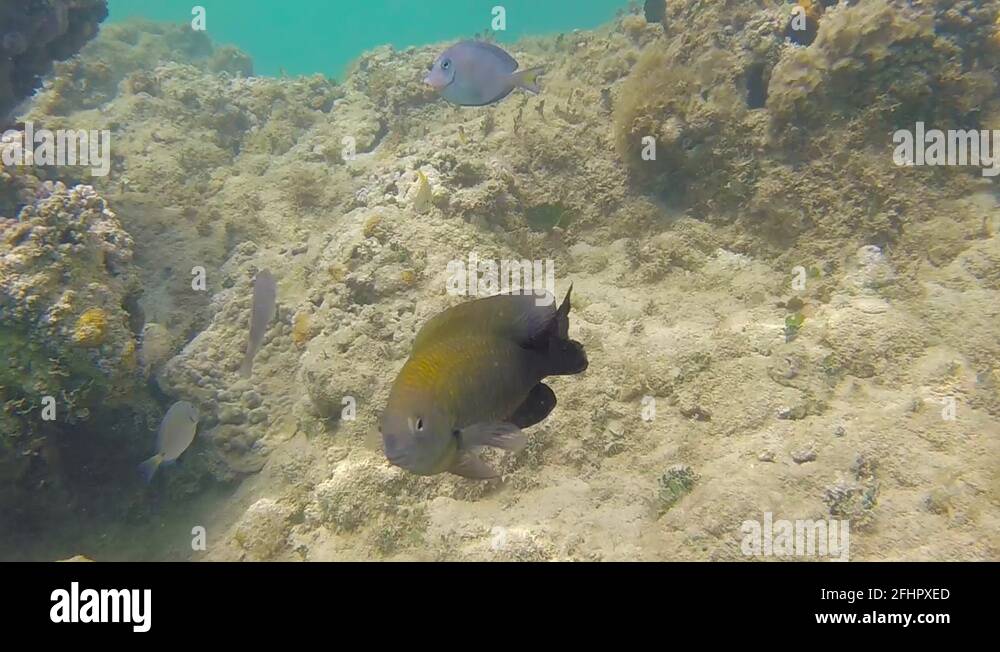 Surface fish in the caribbean sea Stock Videos & Footage - HD and 4K ...