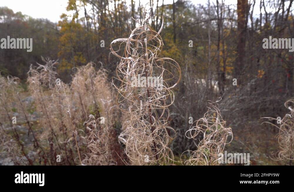 Withered plants Stock Videos & Footage - HD and 4K Video Clips - Alamy