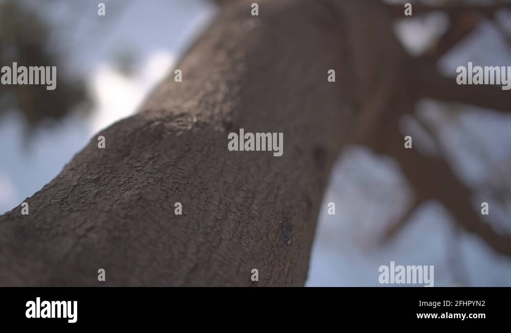 Tree daylight Stock Videos & Footage - HD and 4K Video Clips - Alamy