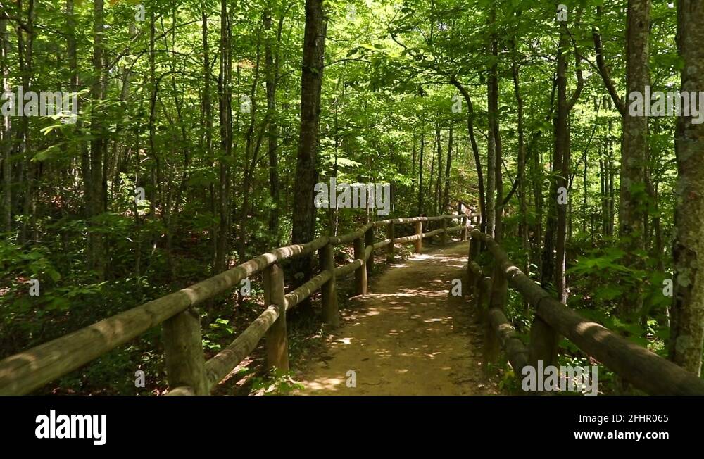 Path railing forest trees Stock Videos & Footage - HD and 4K Video ...