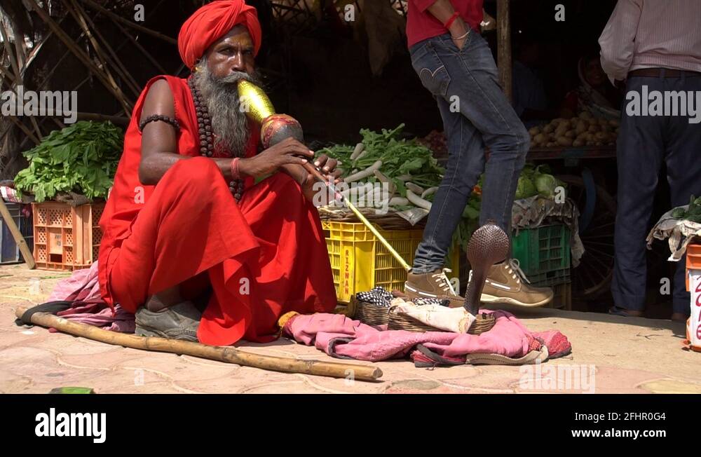 Snake charmer playing a instrument to hypnotize a cobra snake on the ...