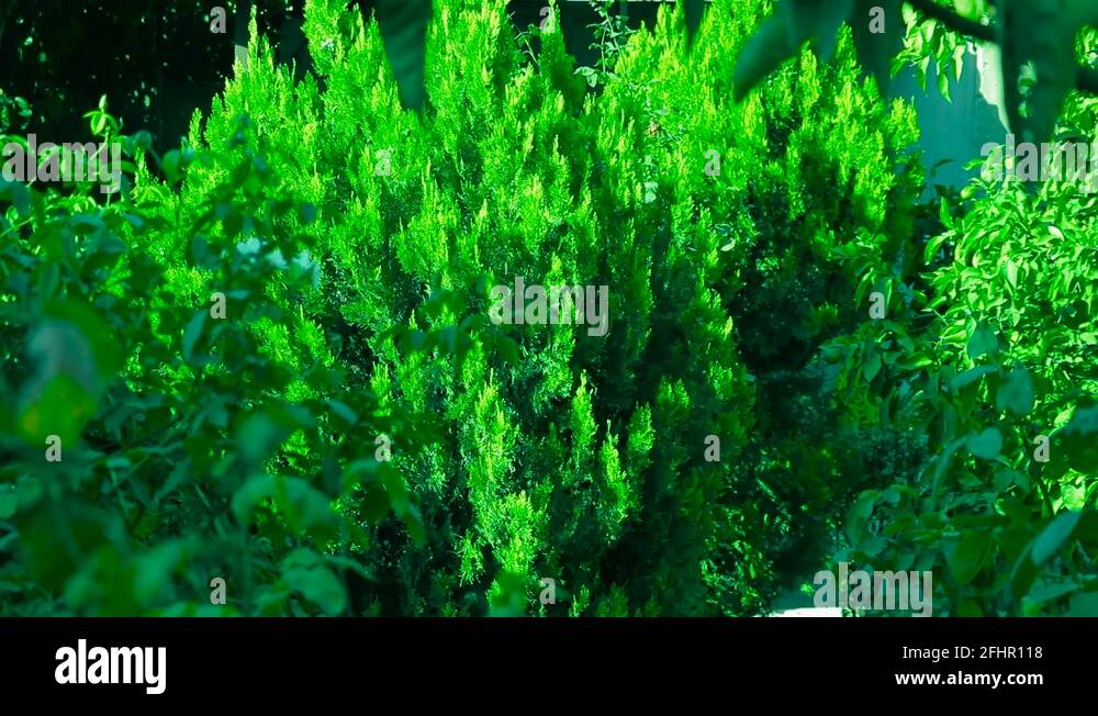 Tree grass Stock Videos & Footage - HD and 4K Video Clips - Alamy
