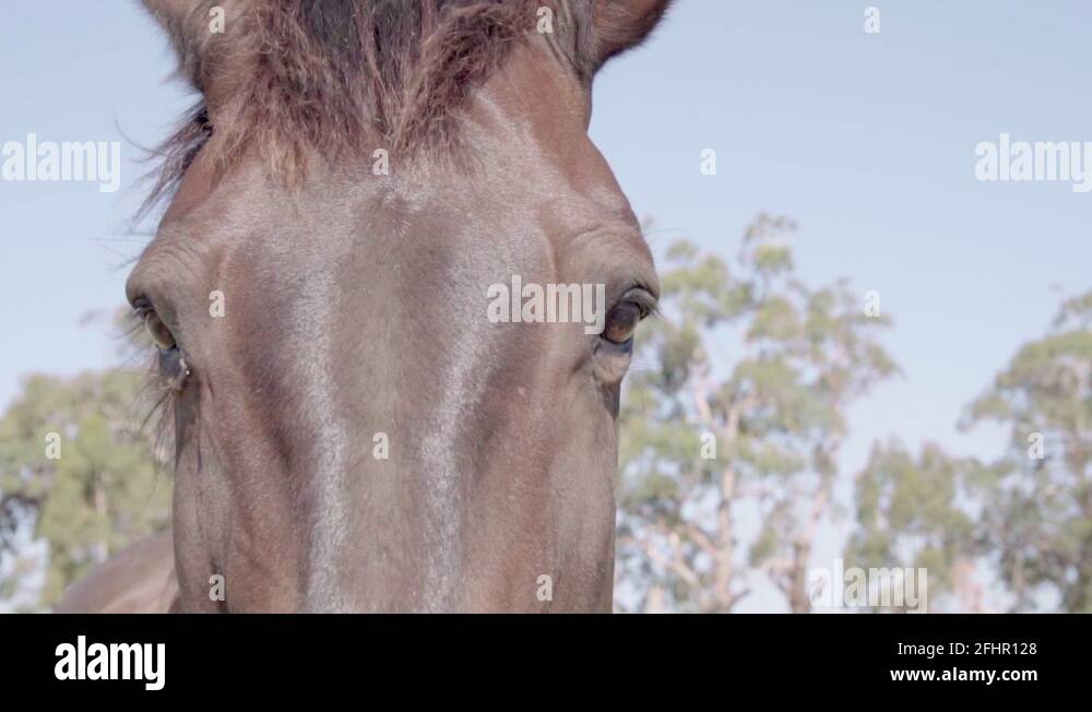 Horse winking Stock Videos & Footage - HD and 4K Video Clips - Alamy