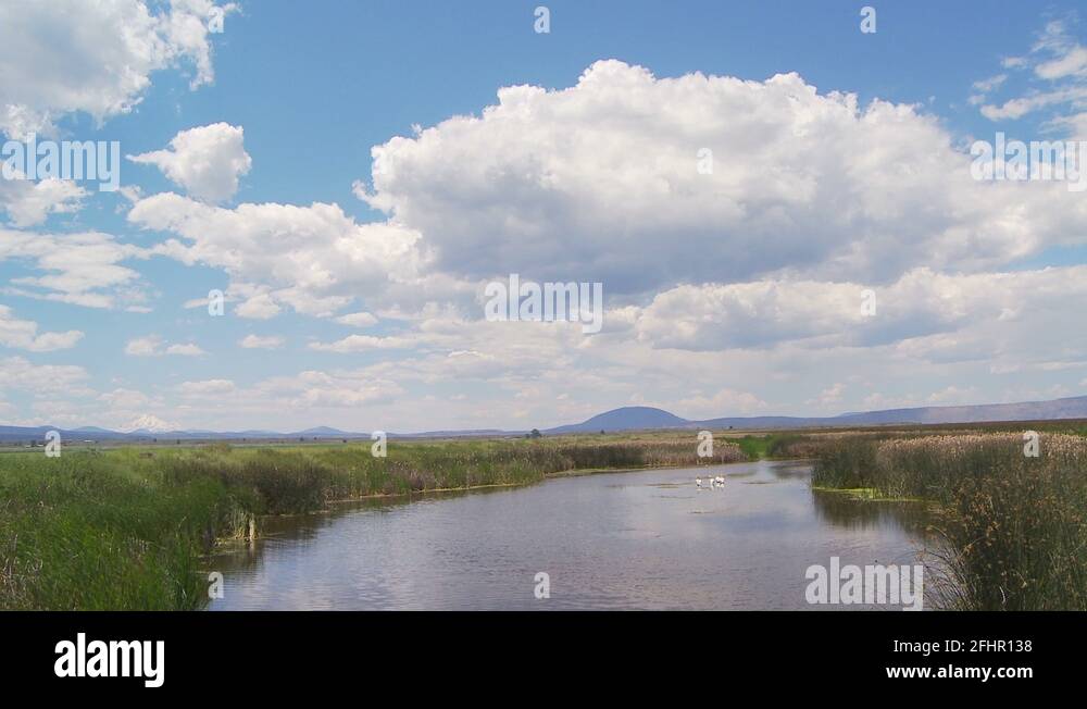 Marsh Stock Videos & Footage - HD and 4K Video Clips - Alamy