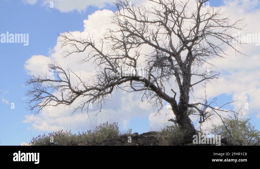 Barren tree Stock Videos & Footage - HD and 4K Video Clips - Alamy