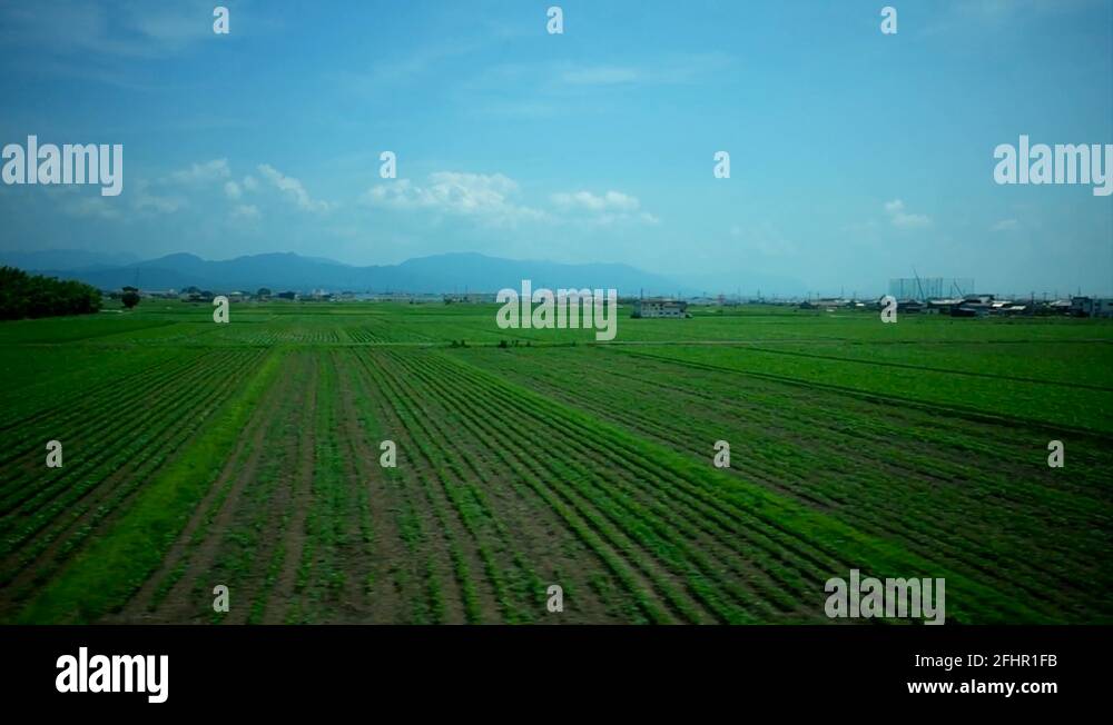 Open rice fields Stock Videos & Footage - HD and 4K Video Clips - Alamy
